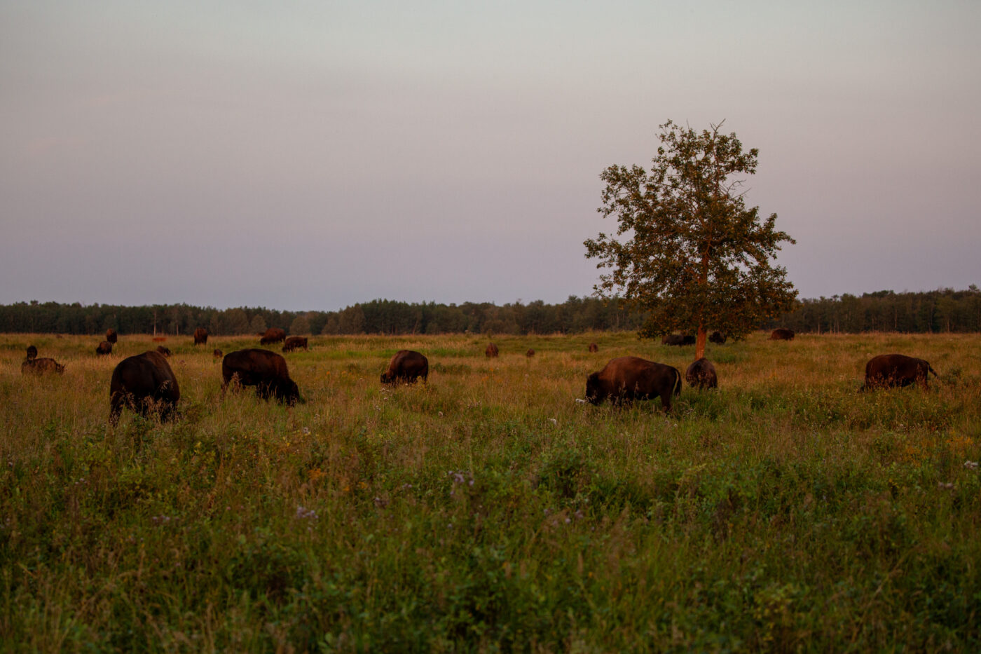 Indigenous nations are bringing buffalo back
