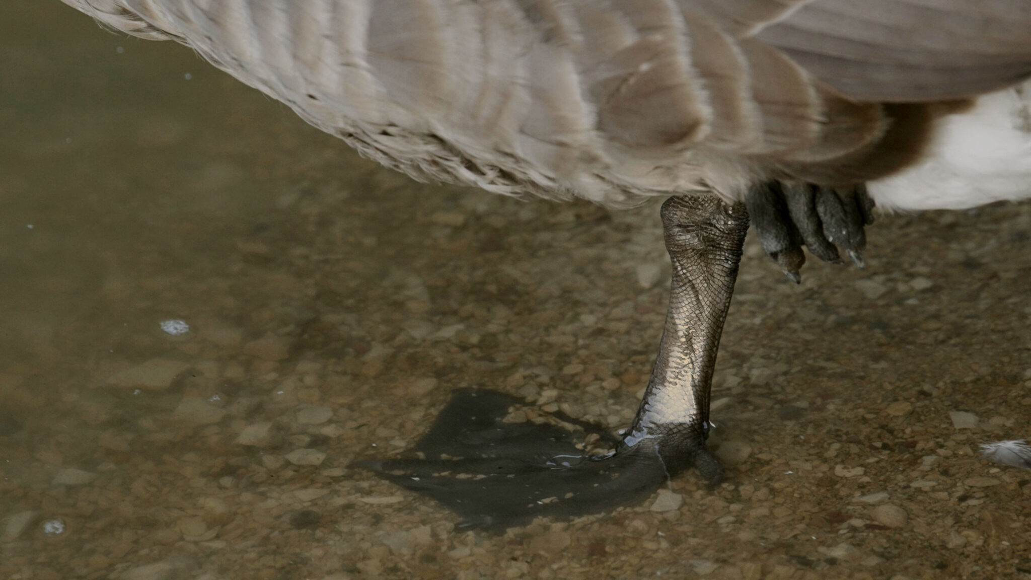 Have you considered the Canada Goose? | The Narwhal