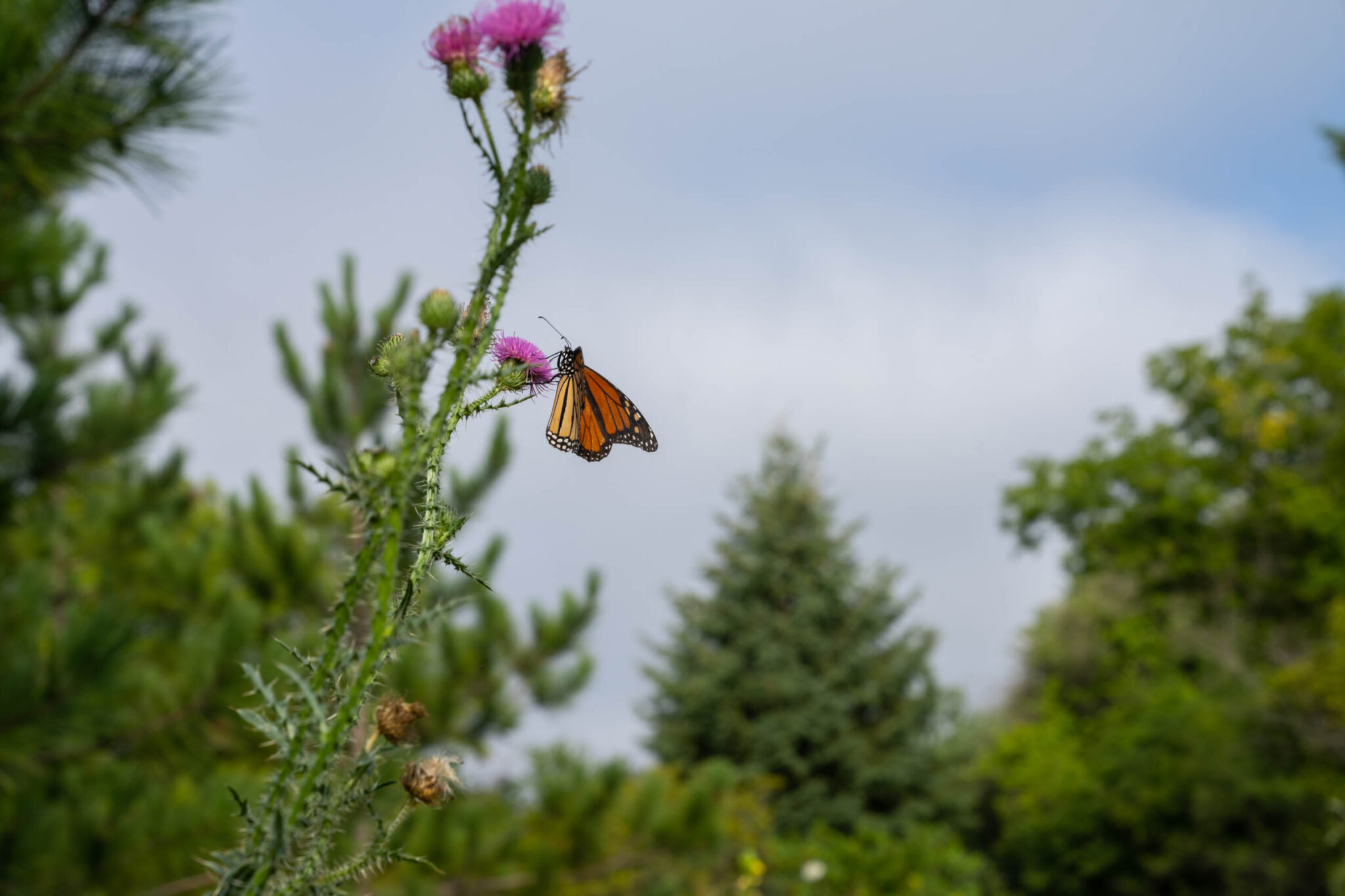 Ontario’s new Highway 413 bill, explained | The Narwhal