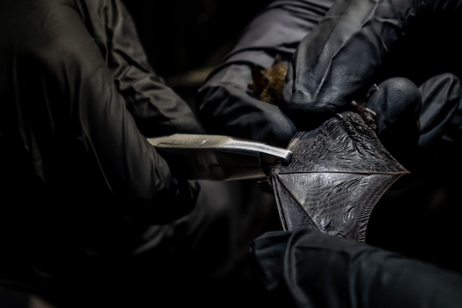Saving Vancouver’s bats from white-nose syndrome | The Narwhal