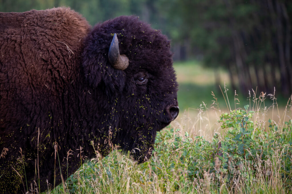Behind a big beautiful Buffalo story — in English and Cree | The Narwhal