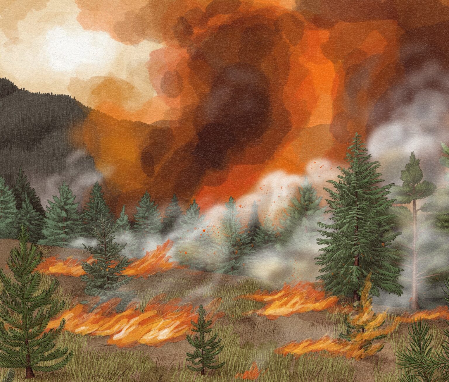 Why has B.C. used glyphosate to kill aspen, a fire guard, for decades ...