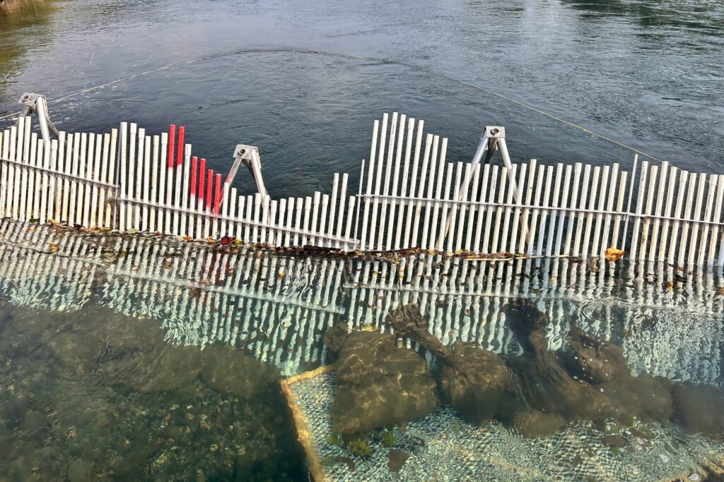 Restoring Indigenous fish weirs in B.C. | The Narwhal