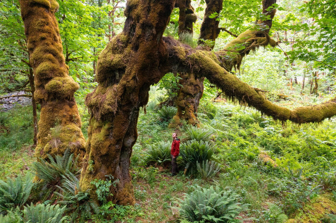 Logging rules in B.C.’s private forests | The Narwhal