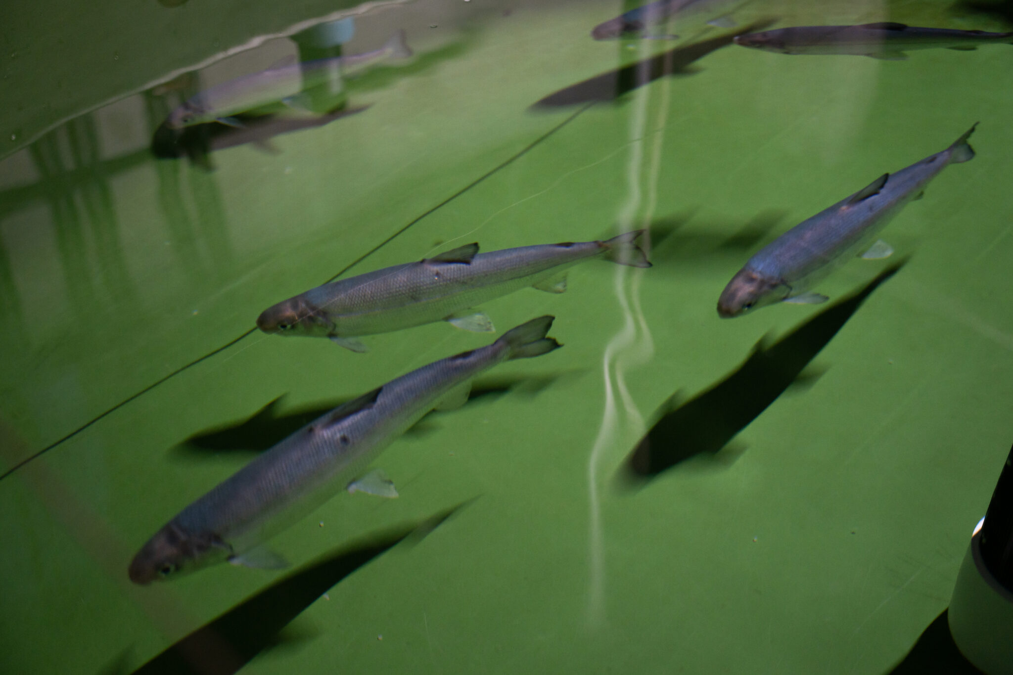 Can we save the Atlantic whitefish? | The Narwhal