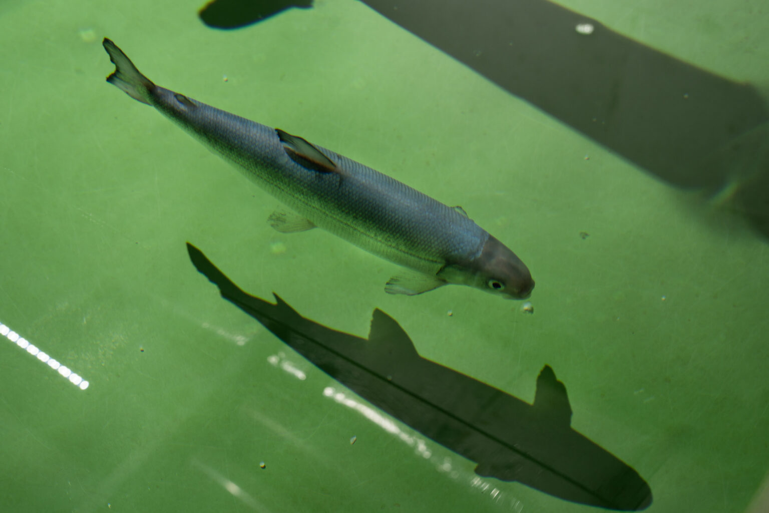 Can we save the Atlantic whitefish? | The Narwhal