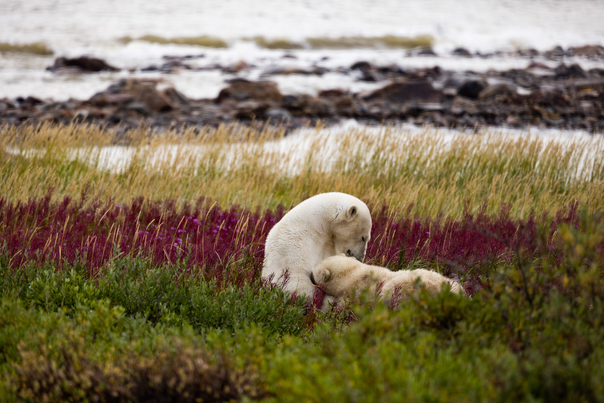 Manitoba’s Seal River watershed closer to permanent protection | The ...