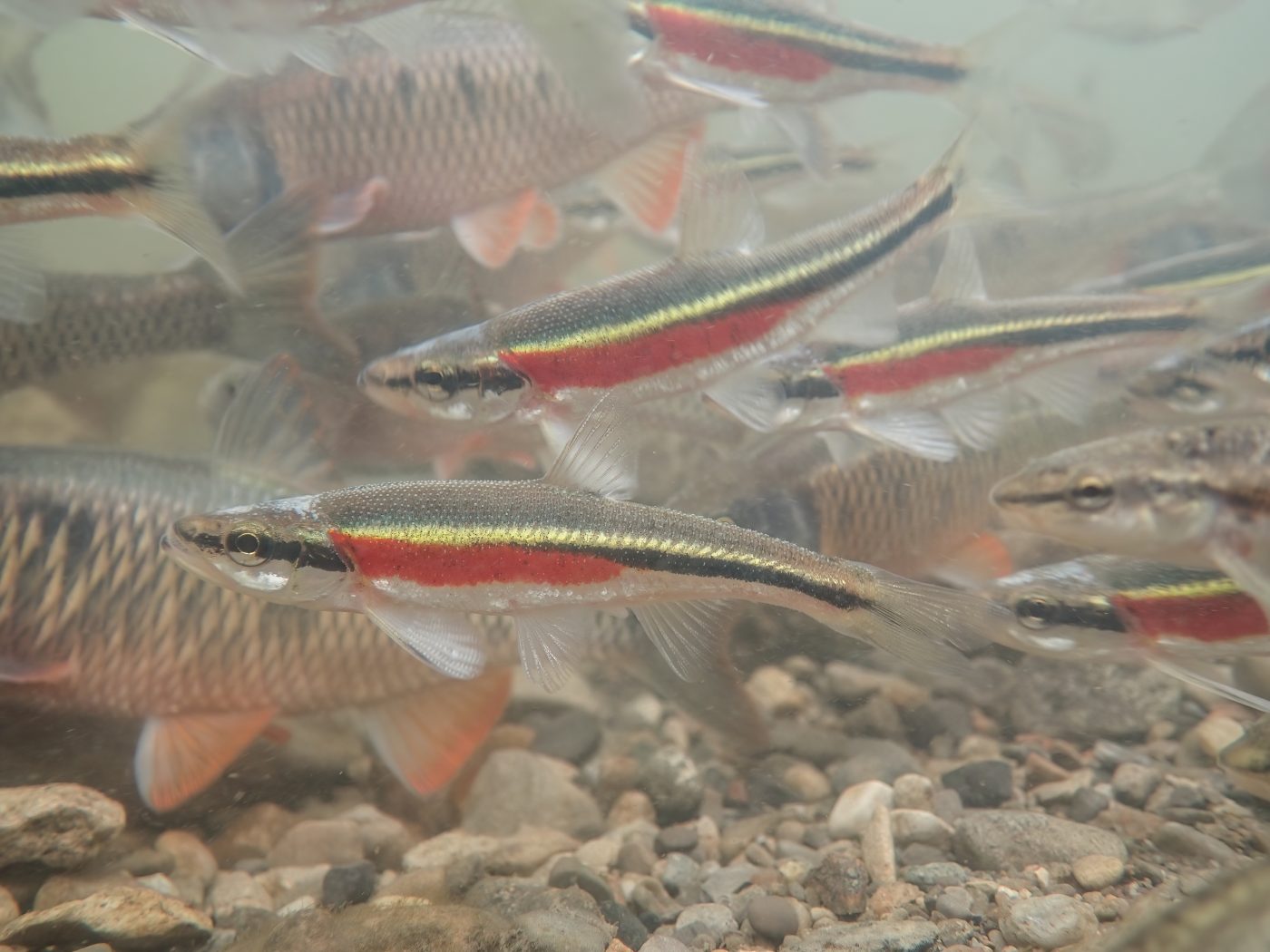 Ontario is killing its Endangered Species Act | The Narwhal