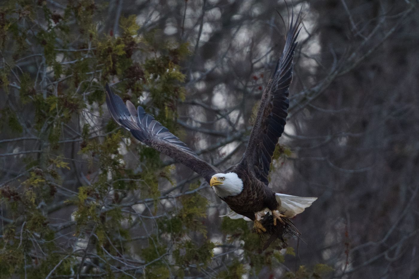 Learning to fly with Ontario's bald eagles | The Narwhal