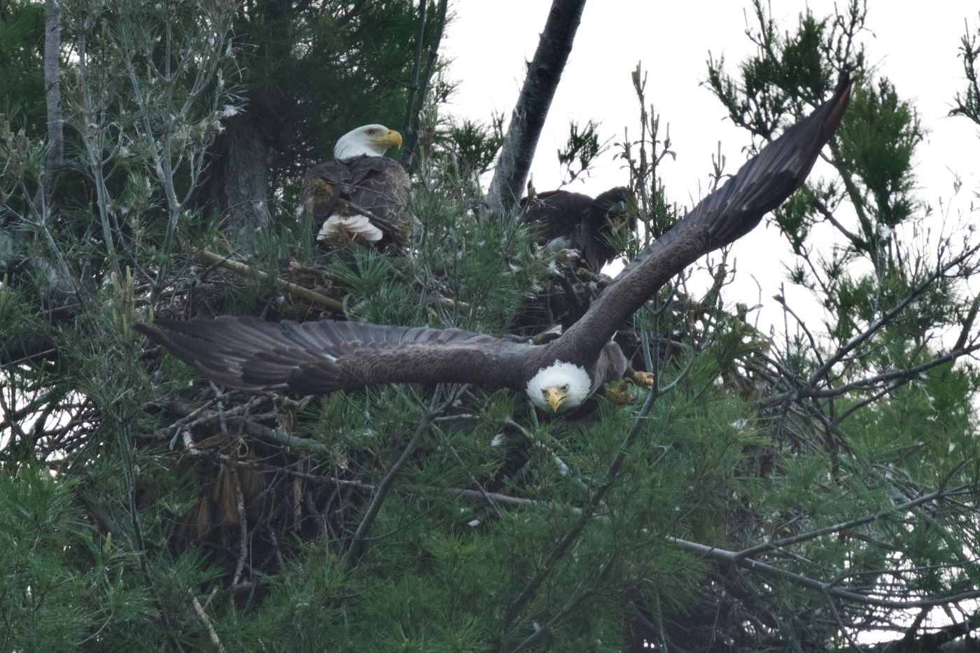 Learning to fly with Ontario's bald eagles | The Narwhal