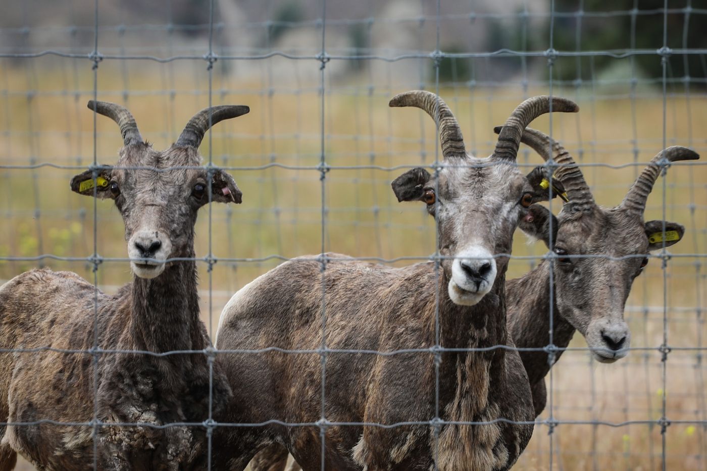 New treatments offer hope for Okanagan bighorn sheep