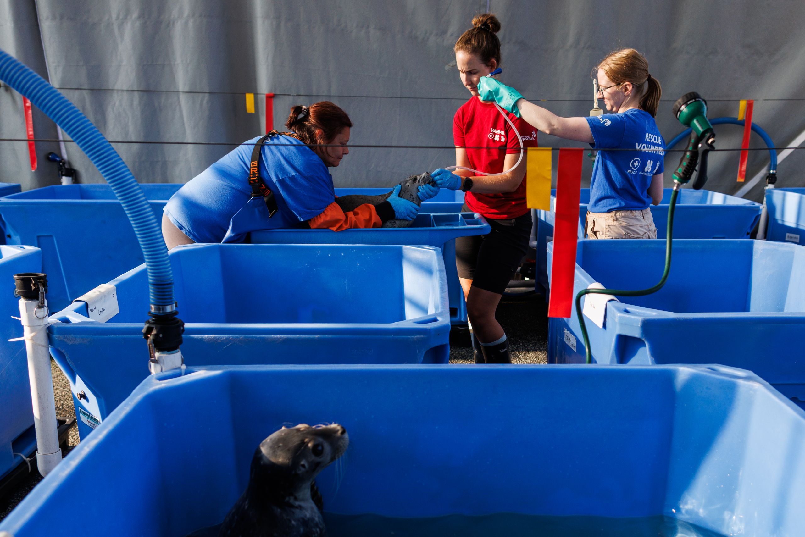 Inside the Vancouver Aquarium Marine Mammal Rescue centre | The Narwhal