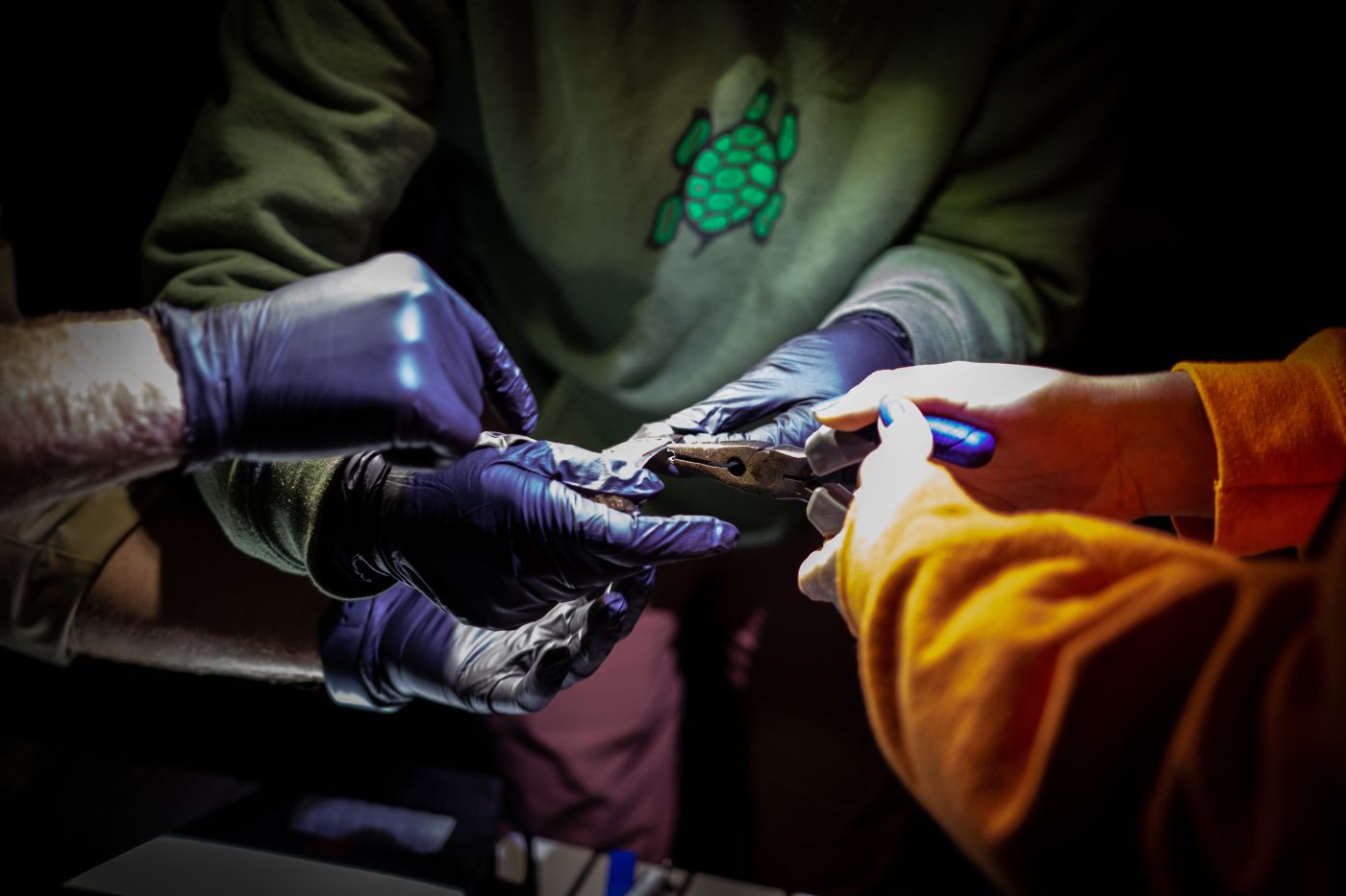 Shawanaga First Nation gathers to help endangered bats | The Narwhal