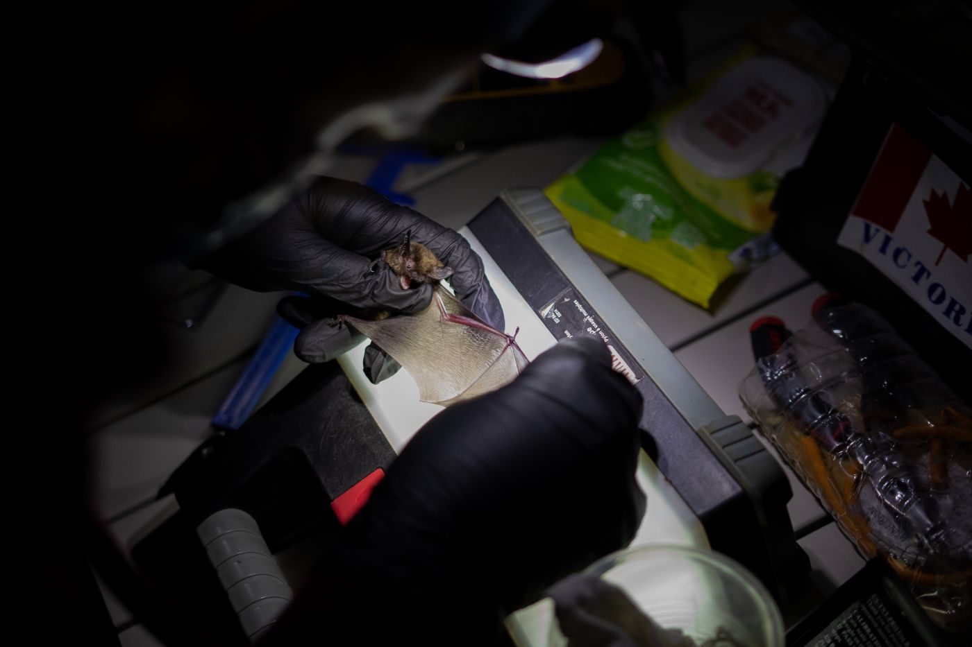 Shawanaga First Nation gathers to help endangered bats | The Narwhal