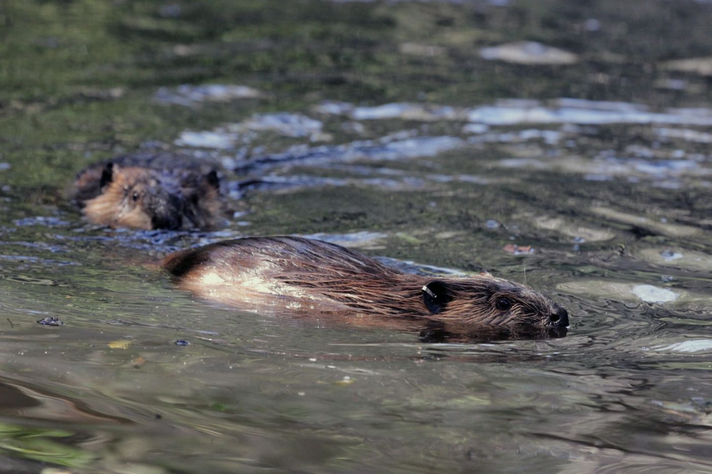 Glynnis Hood wants to change your mind about beavers | The Narwhal