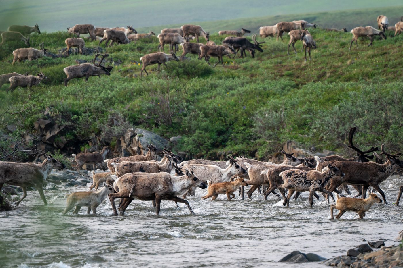 The biologists racing to count Porcupine caribou | The Narwhal