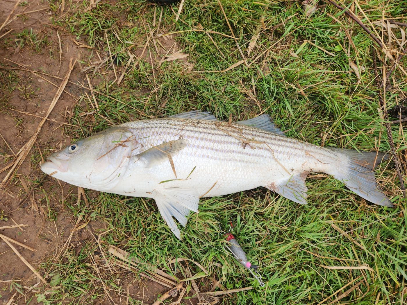 Fish fight: Atlantic salmon vs. striped bass | The Narwhal