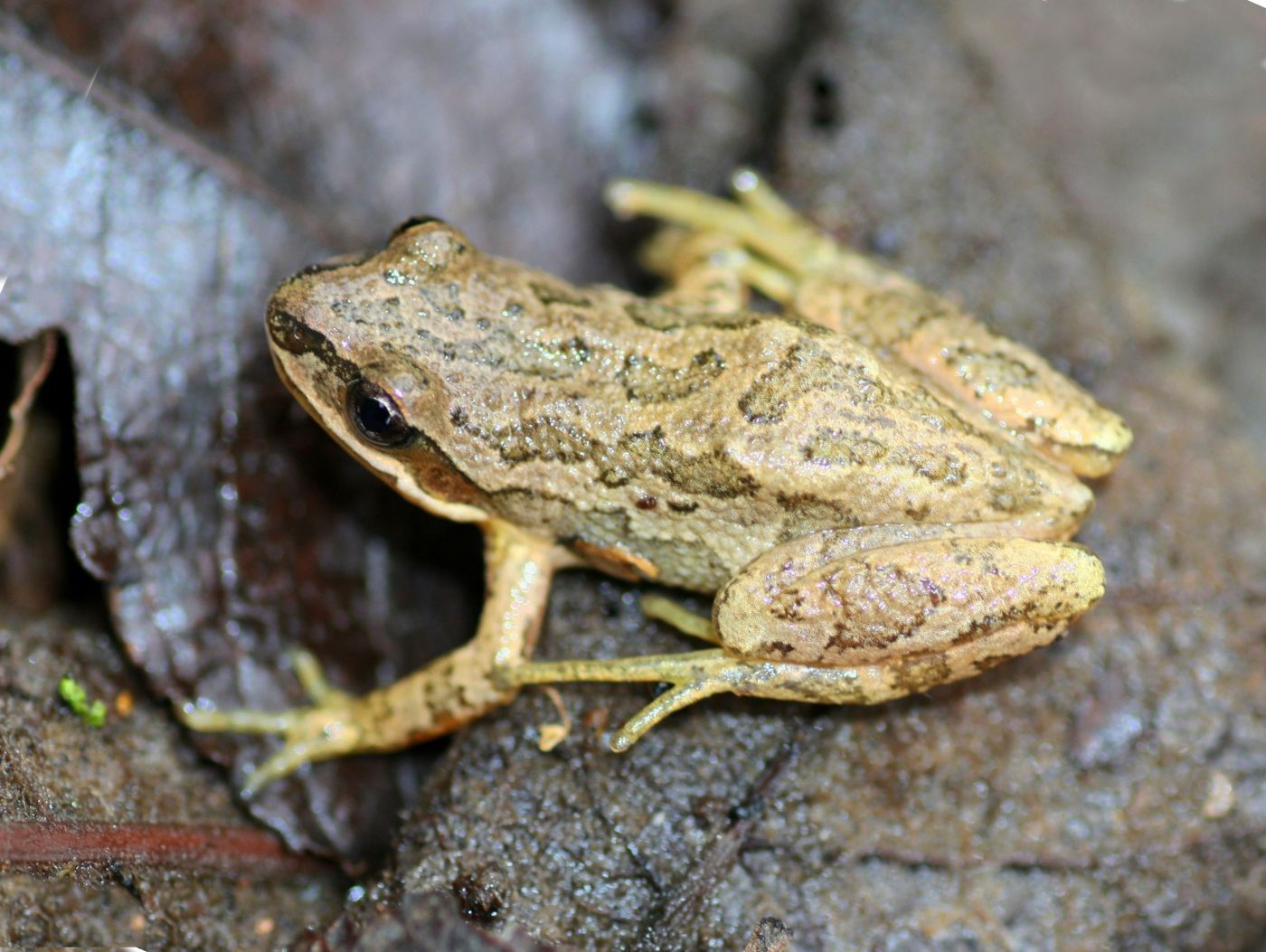 Basia Bulat sings the western chorus frog’s praises | The Narwhal
