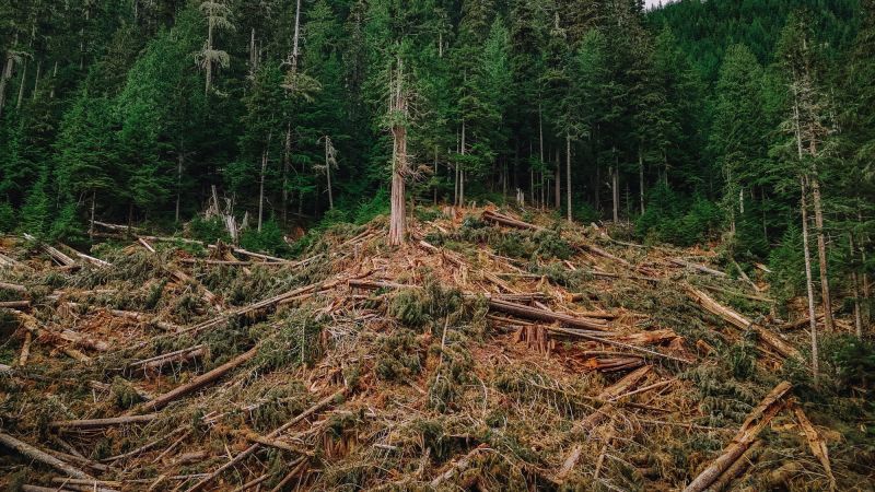 Is clear-cutting a thing of the past in B.C. forests? | The Narwhal
