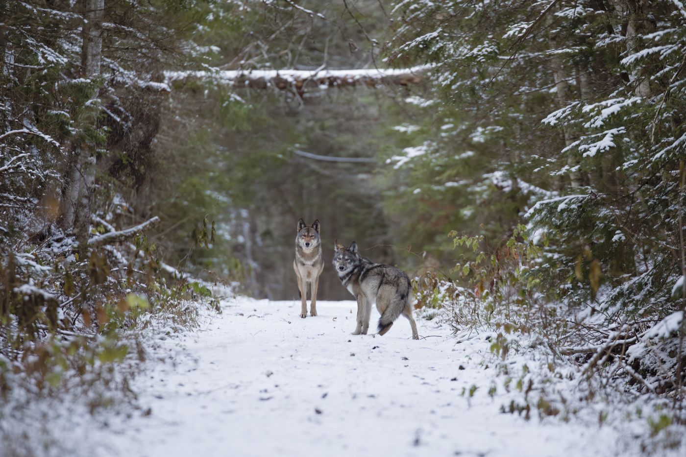 There’s truth to the myth of the Ontario coywolf | The Narwhal