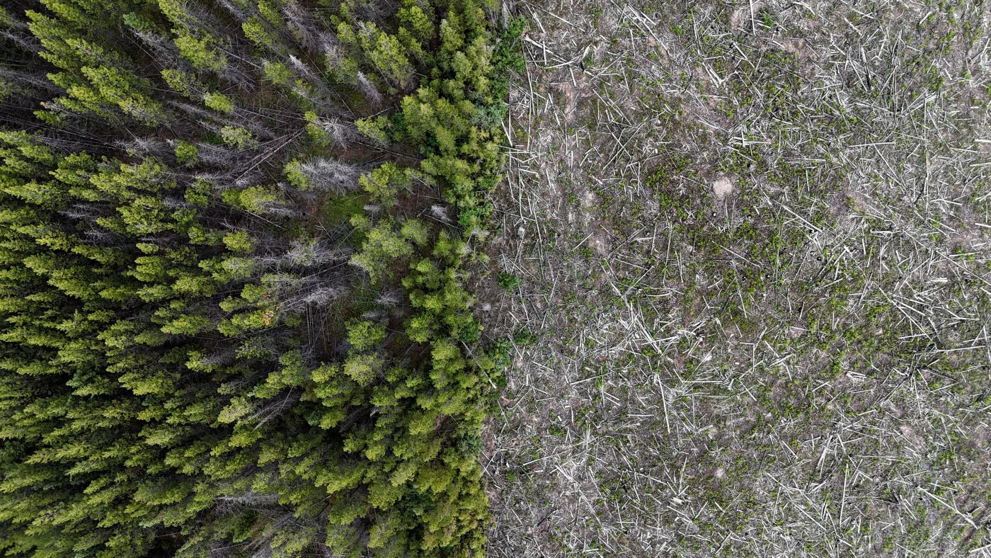Is clear-cutting a thing of the past in B.C. forests? | The Narwhal