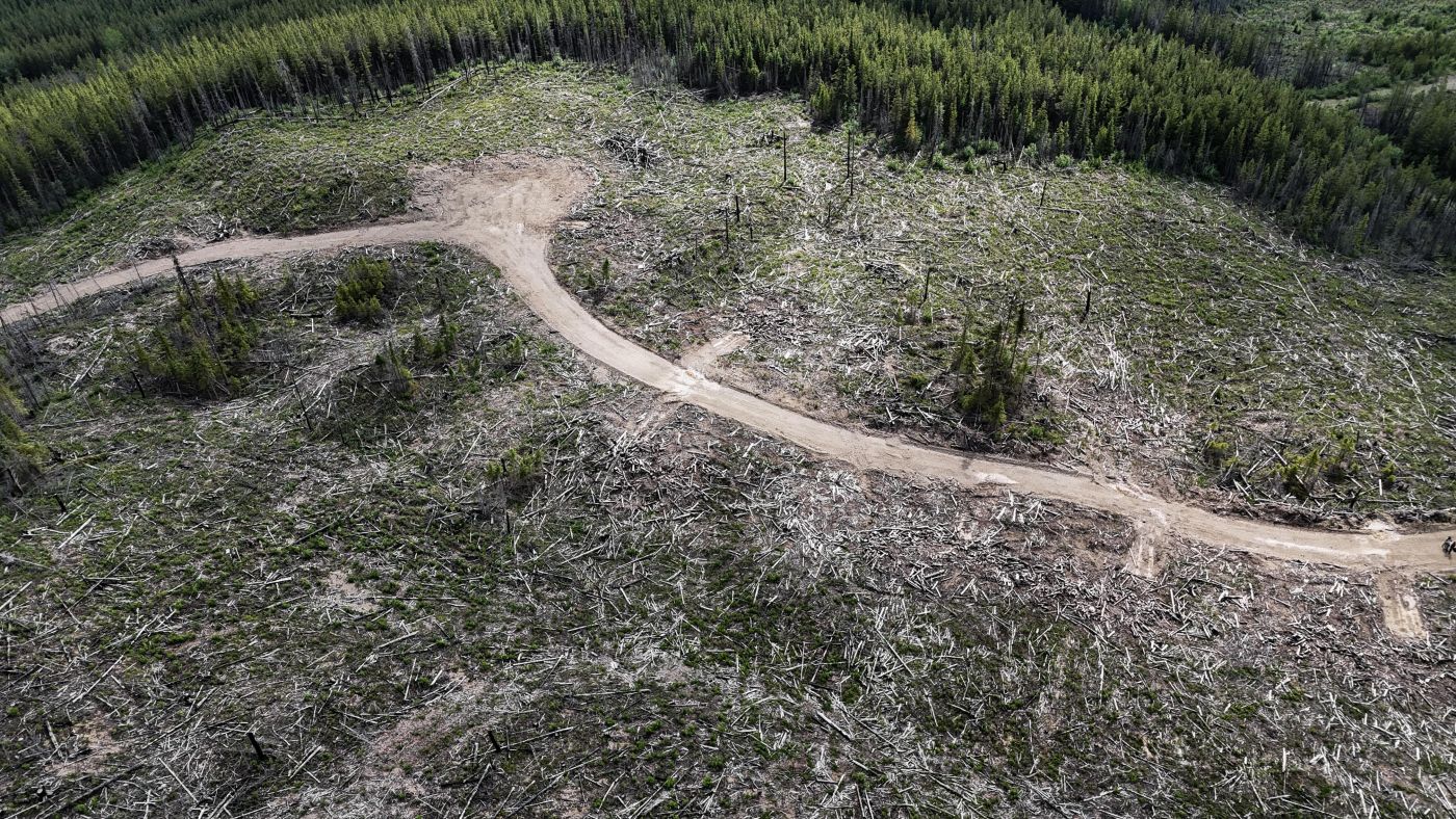 Is clear-cutting a thing of the past in B.C. forests? | The Narwhal