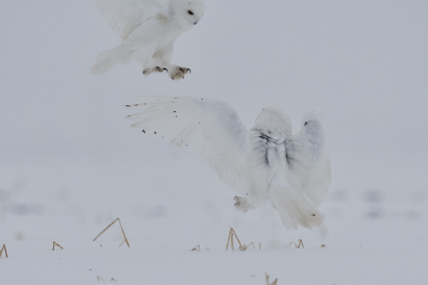 Will snowy owls keep flying south for winter? | The Narwhal