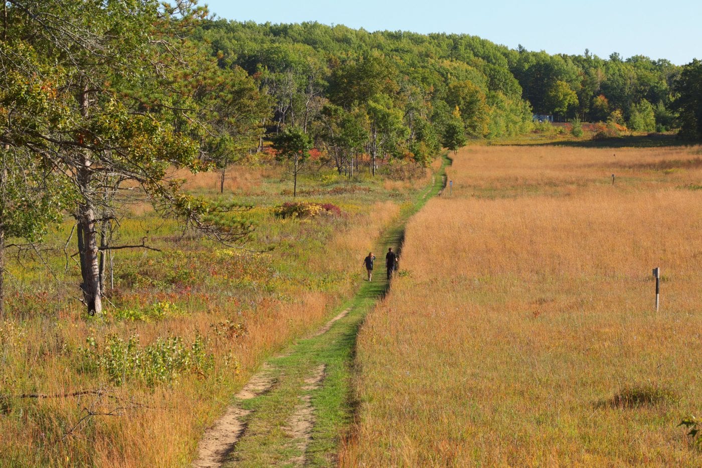 Rare grasslands thrive at the Alderville Black Oak Savanna | The Narwhal