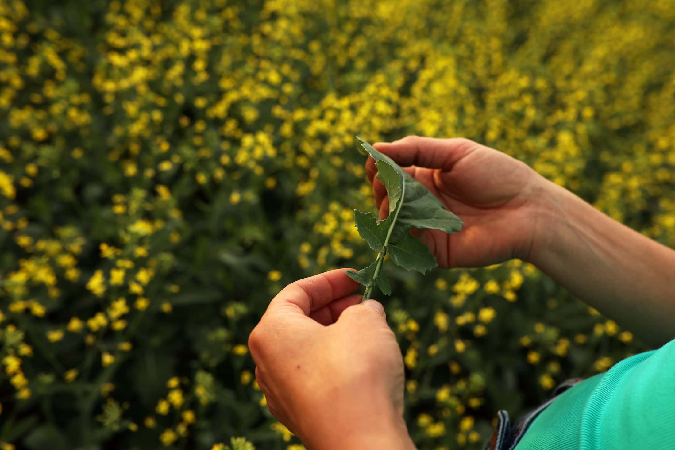 Canola, Carney and China | The Narwhal
