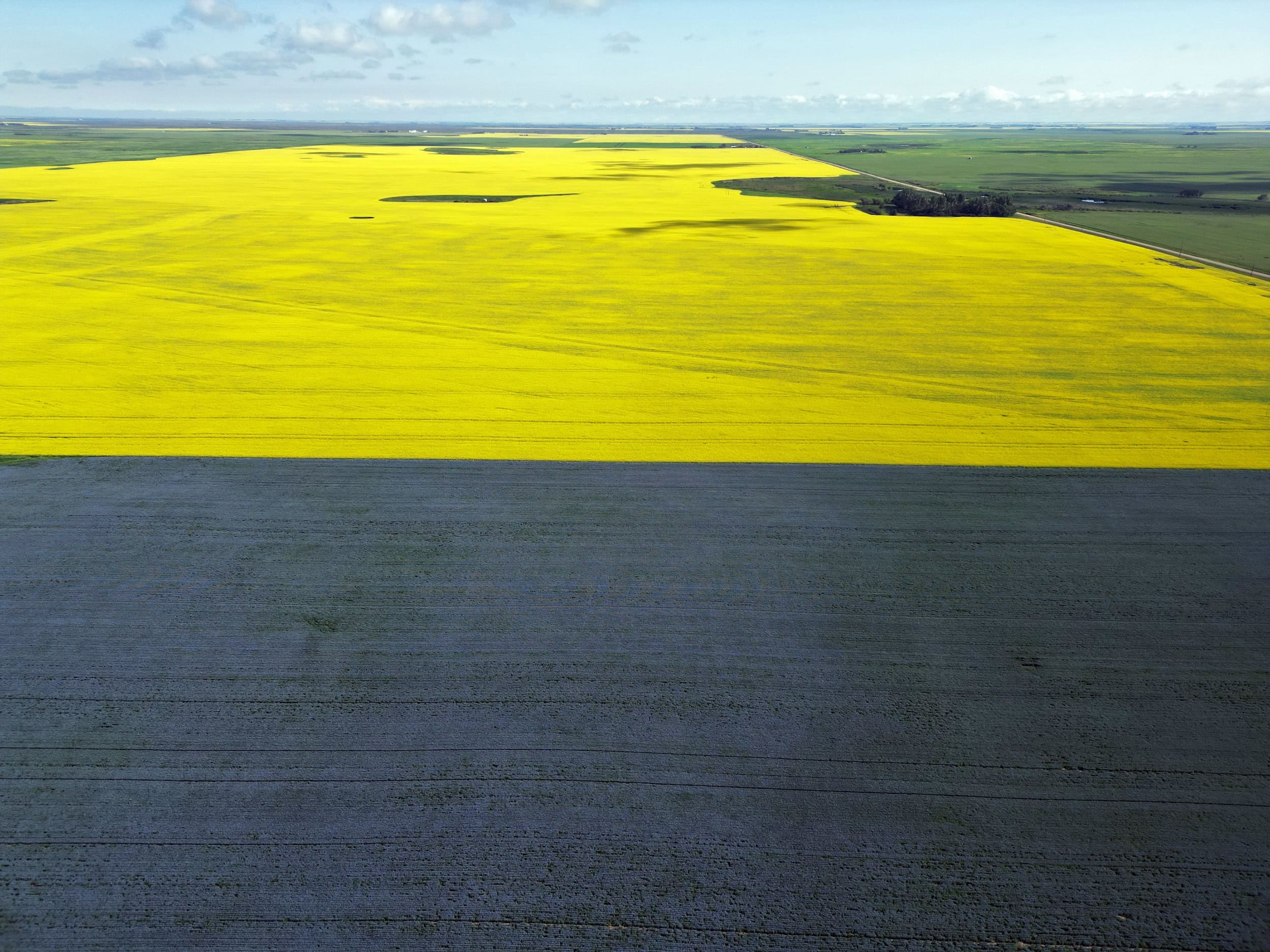 Canola, Carney and China | The Narwhal