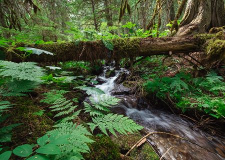 Rare Canadian rainforest at risk from logging | The Narwhal