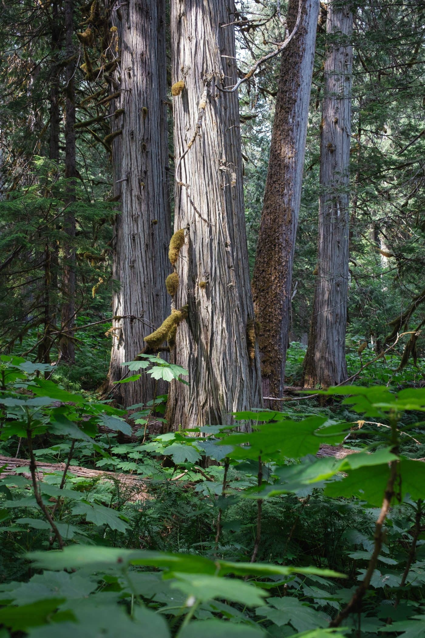 Rare Canadian rainforest at risk from logging | The Narwhal