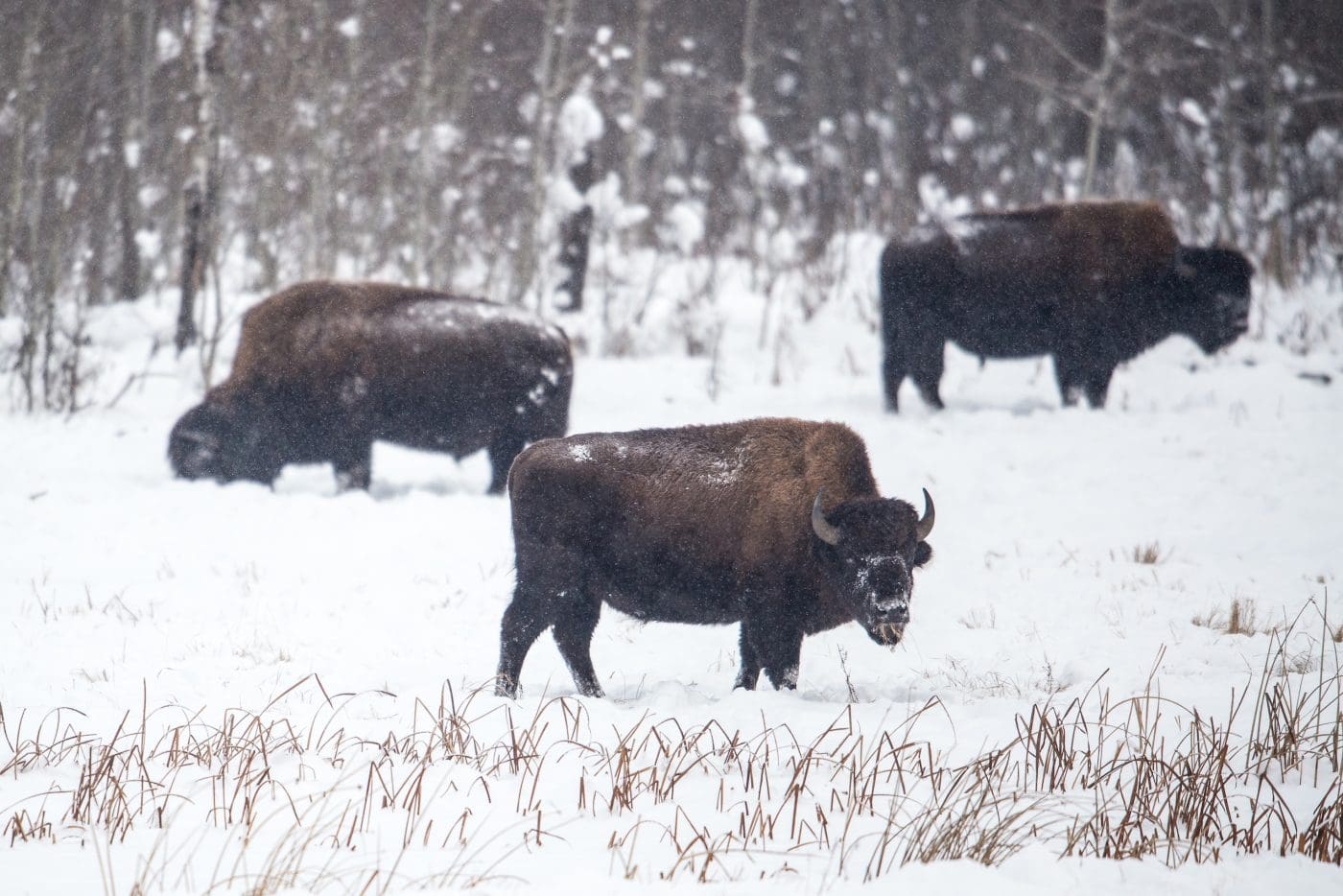 In Manitoba, a growing bison herd welcomes new members | The Narwhal