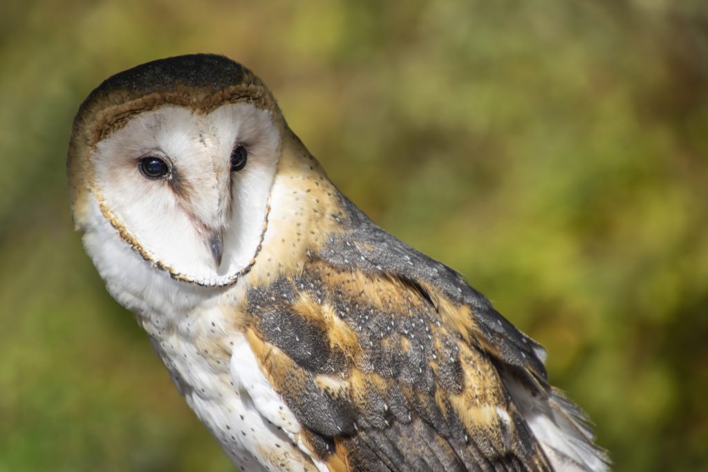 Ontario’s Endangered Species Act is dead | The Narwhal