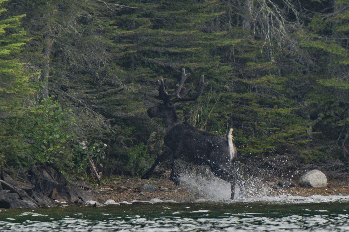 Ontario ministry experts warned against at-risk species changes in Bill ...