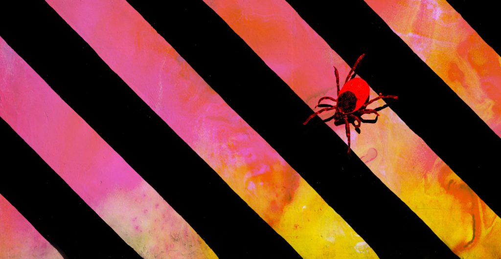 It’s summer in Ontario: how to check for ticks | The Narwhal